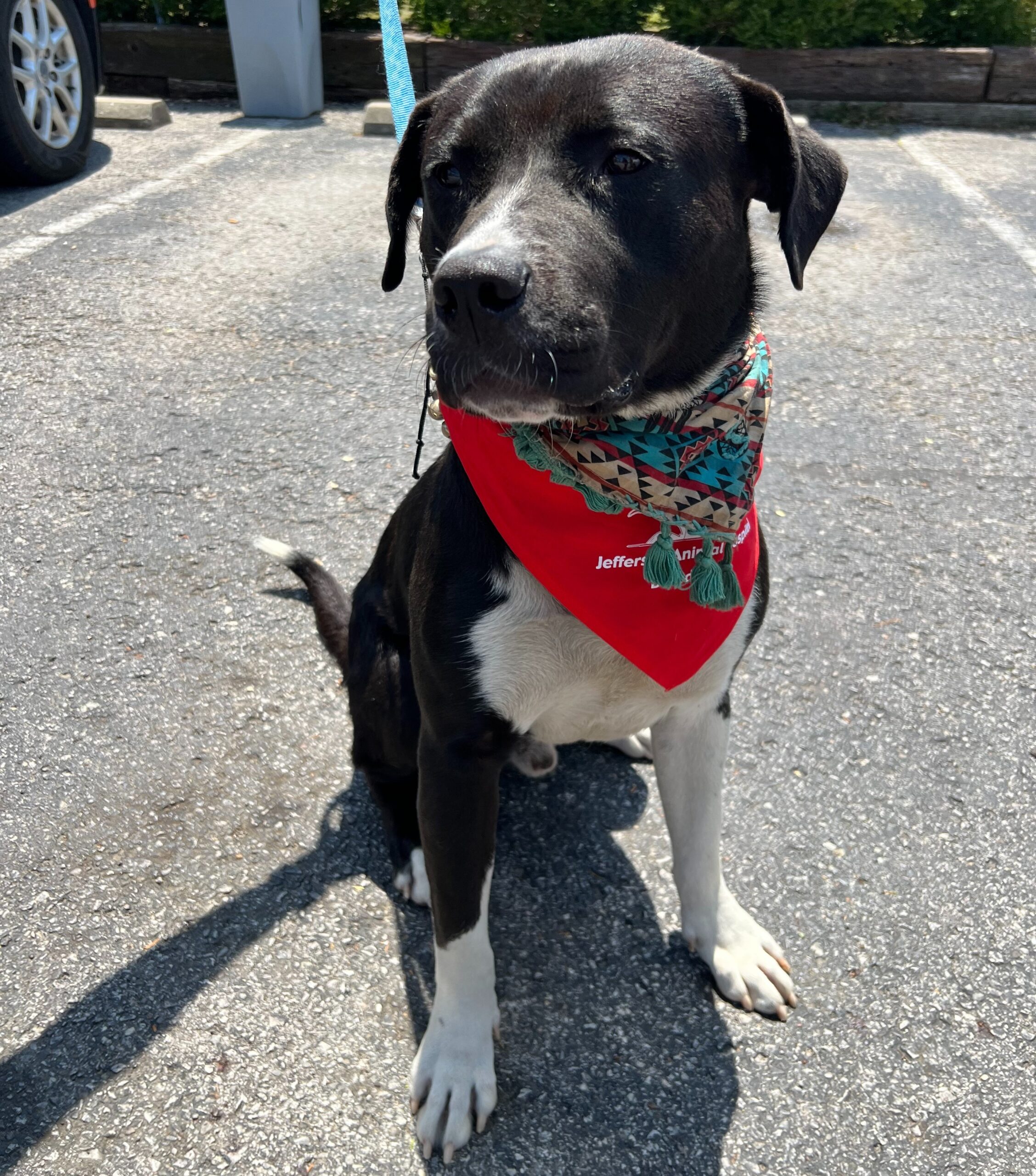 Samson - Jefferson Animal Hospital