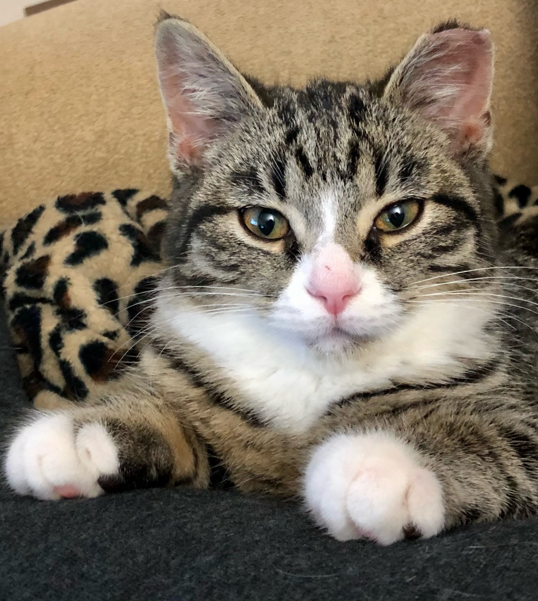 Bubba - Jefferson Animal Hospital