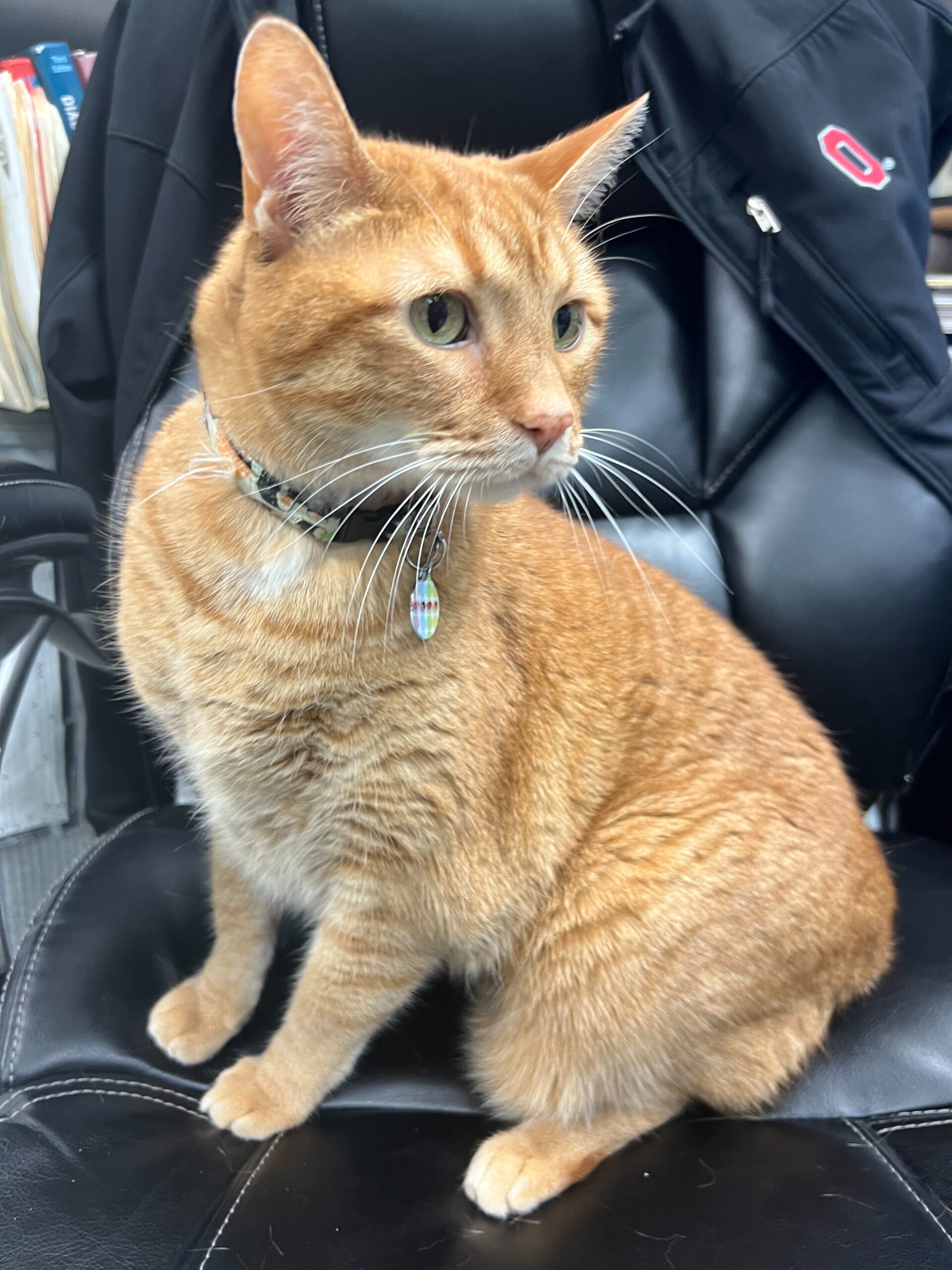 Retired Donor- Piggy Smalls - Jefferson Animal Hospital