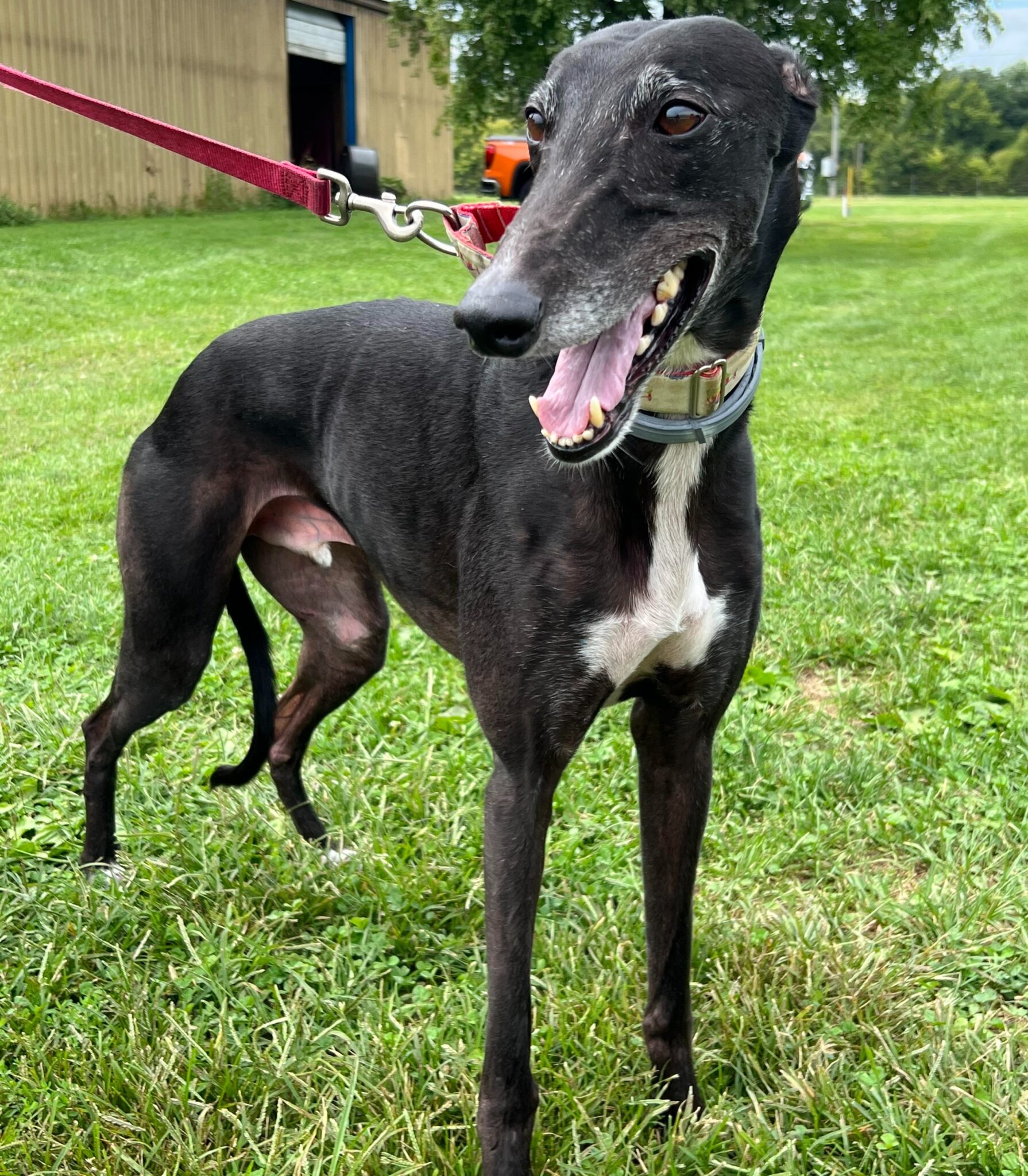 Retired Donor- Jupiter - Jefferson Animal Hospital